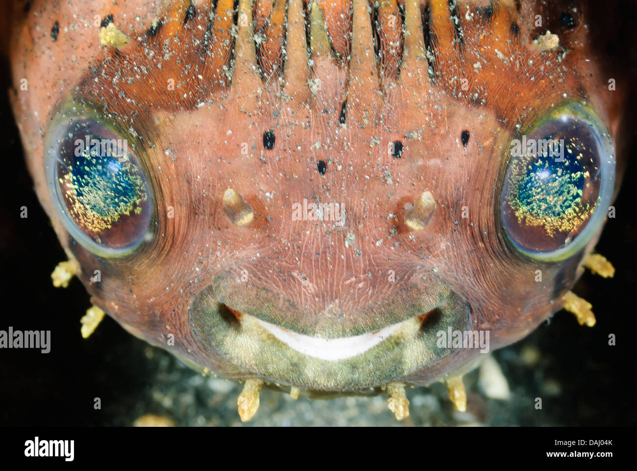 Balloonfish, Diodon holocanthus, Lembeh Strait, Sulawesi, Indonesia ...