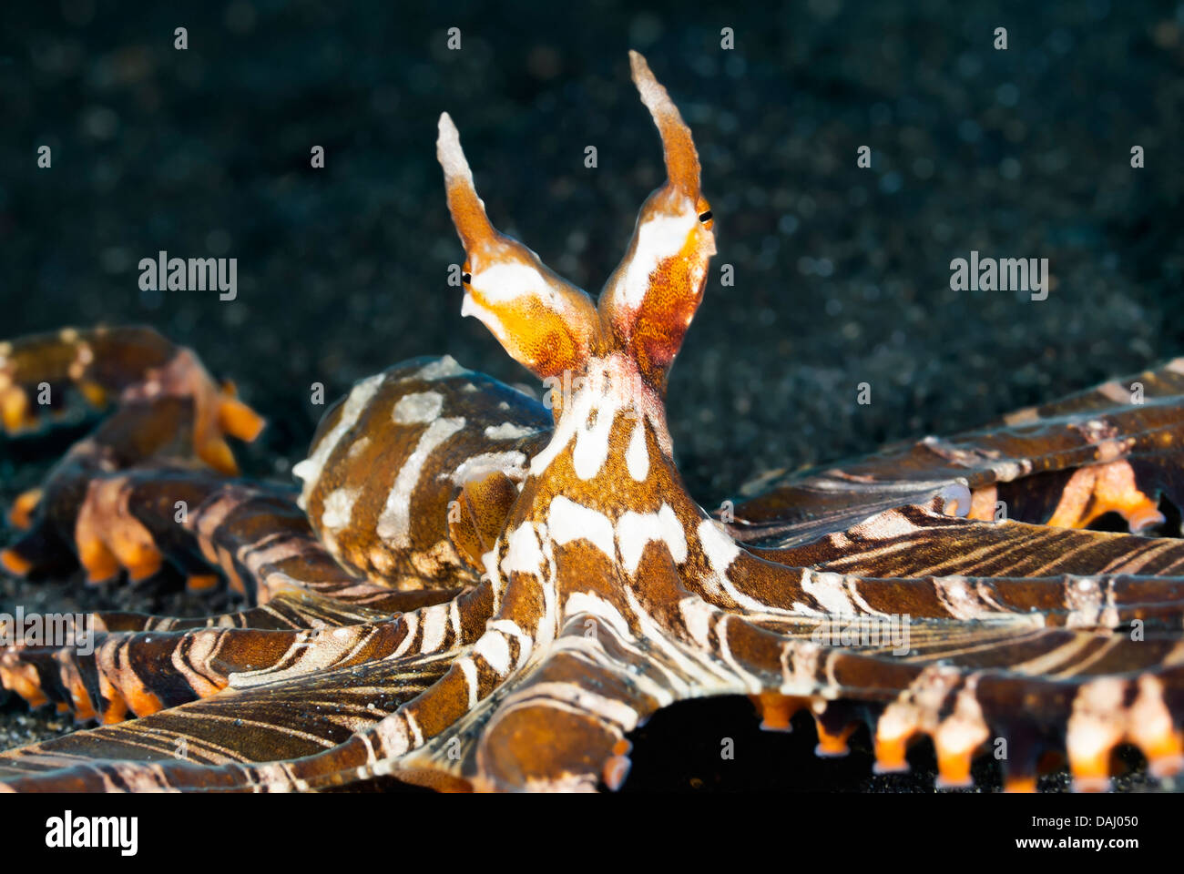Wonderpus octopus, Wonderpus photogenica, Lembeh Strait, Sulawesi ...