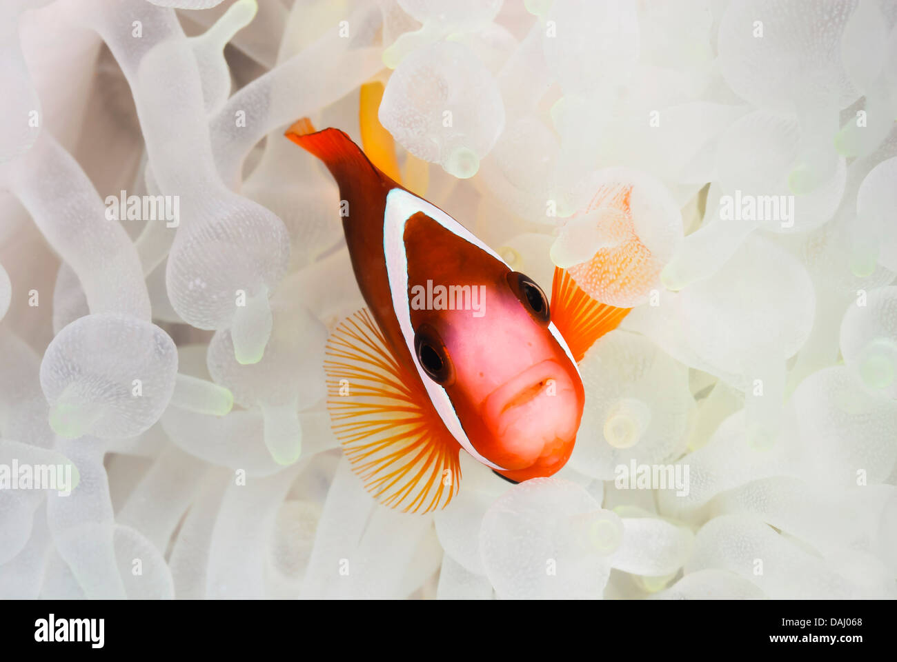 Clark's anemonefish in bleached anemone from global warming, Amphiprion ...