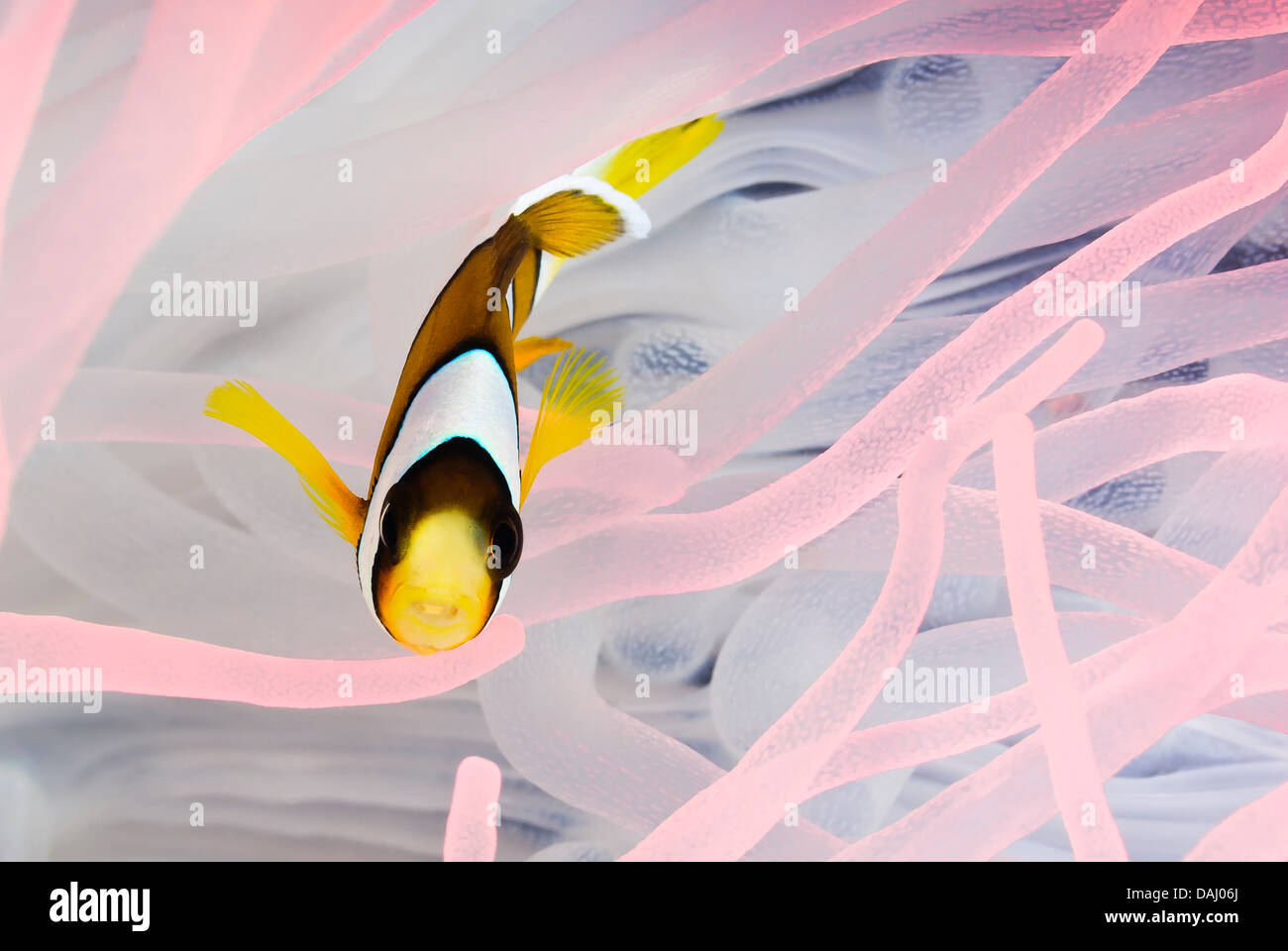 Bleached sea anemone hi-res stock photography and images - Alamy