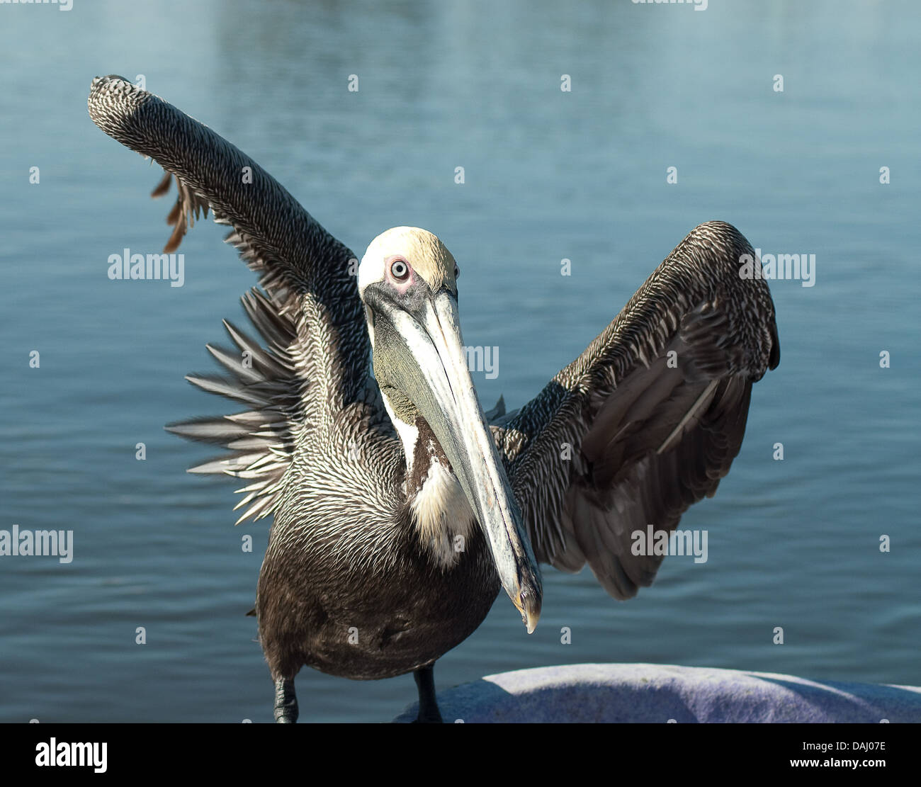 A Pelican stretches his wings Stock Photo - Alamy