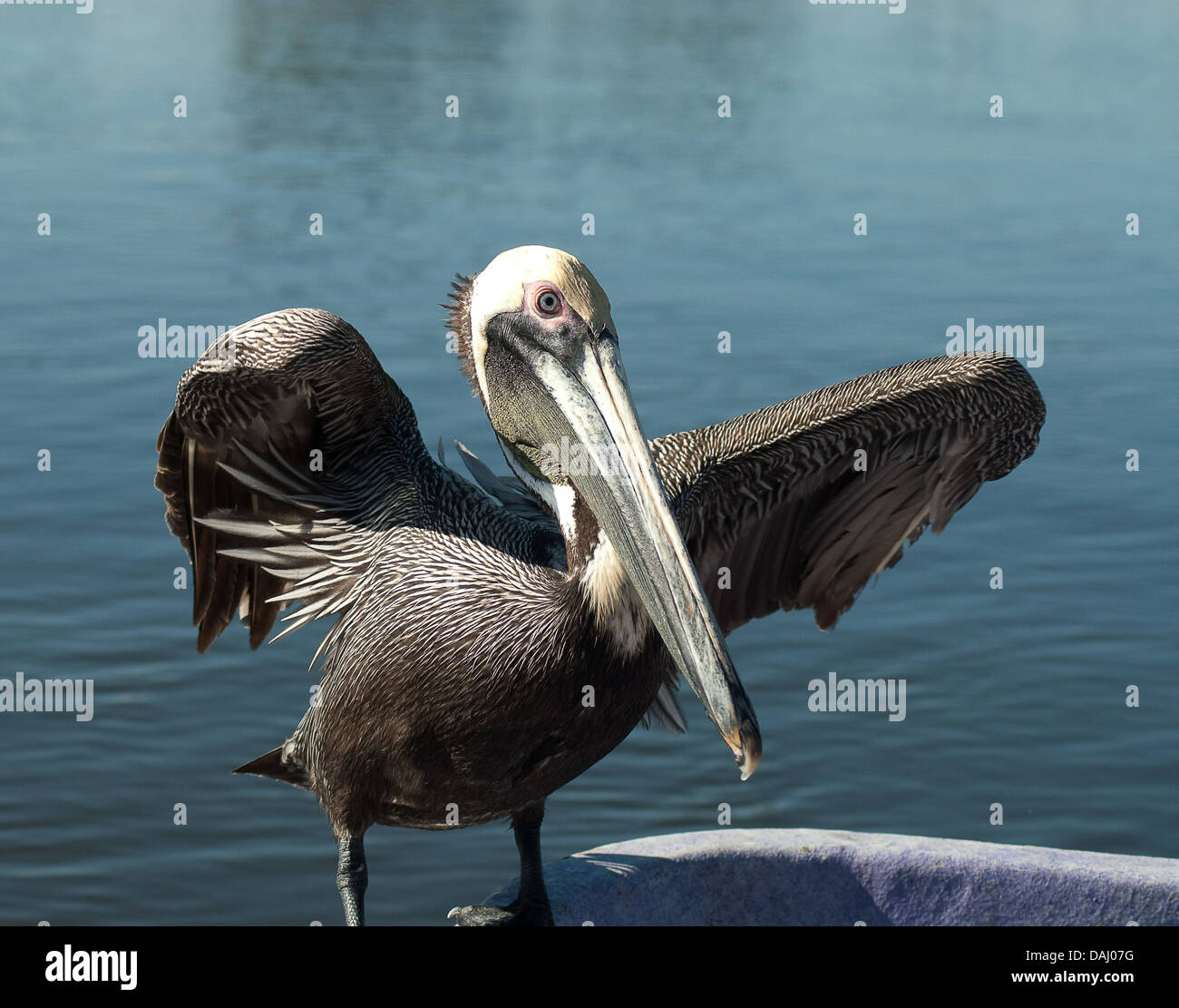 Funny pelican hi-res stock photography and images - Alamy