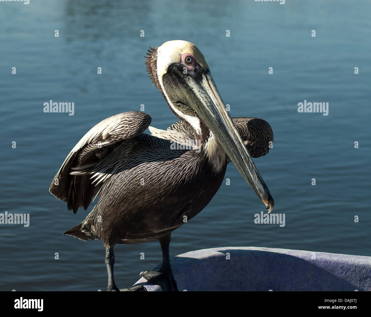 Pelican on the front of a boat Stock Photo - Alamy