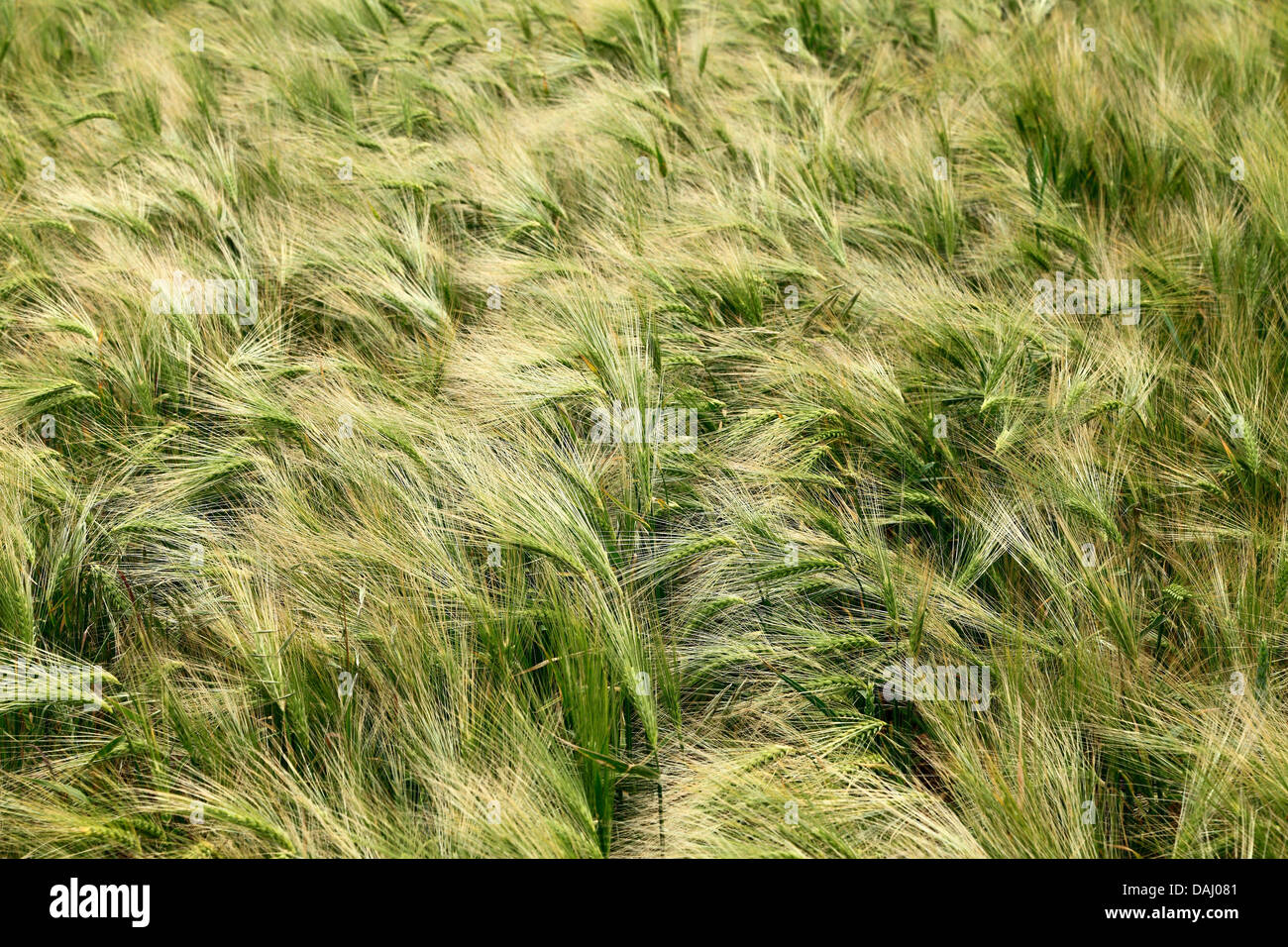 Barley Field, Hordeum vulgare, agriculture crop fields England UK Stock ...