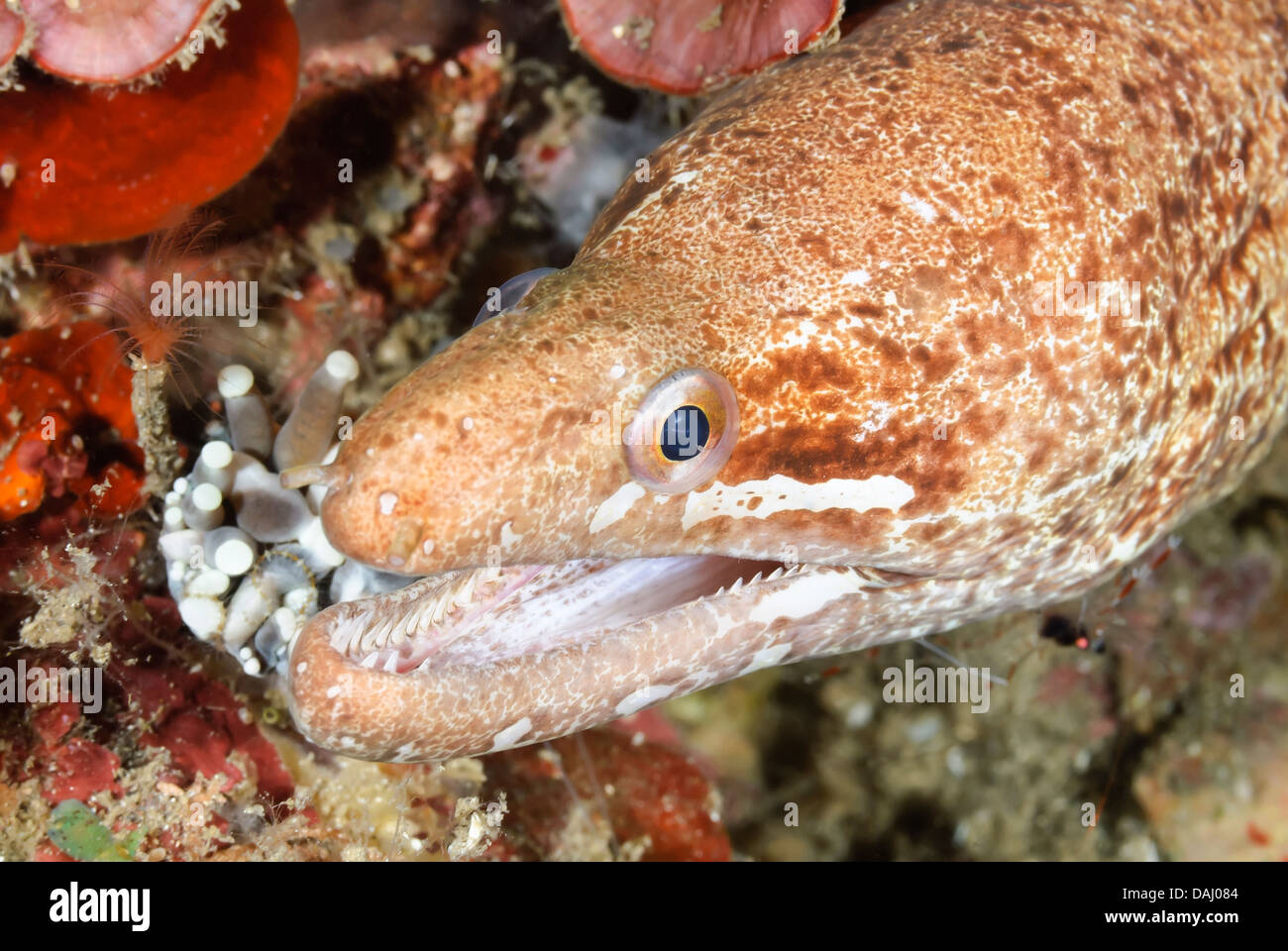 Barred fin moray, Gymnothorax zonipectus, Lembeh Strait, Sulawesi ...