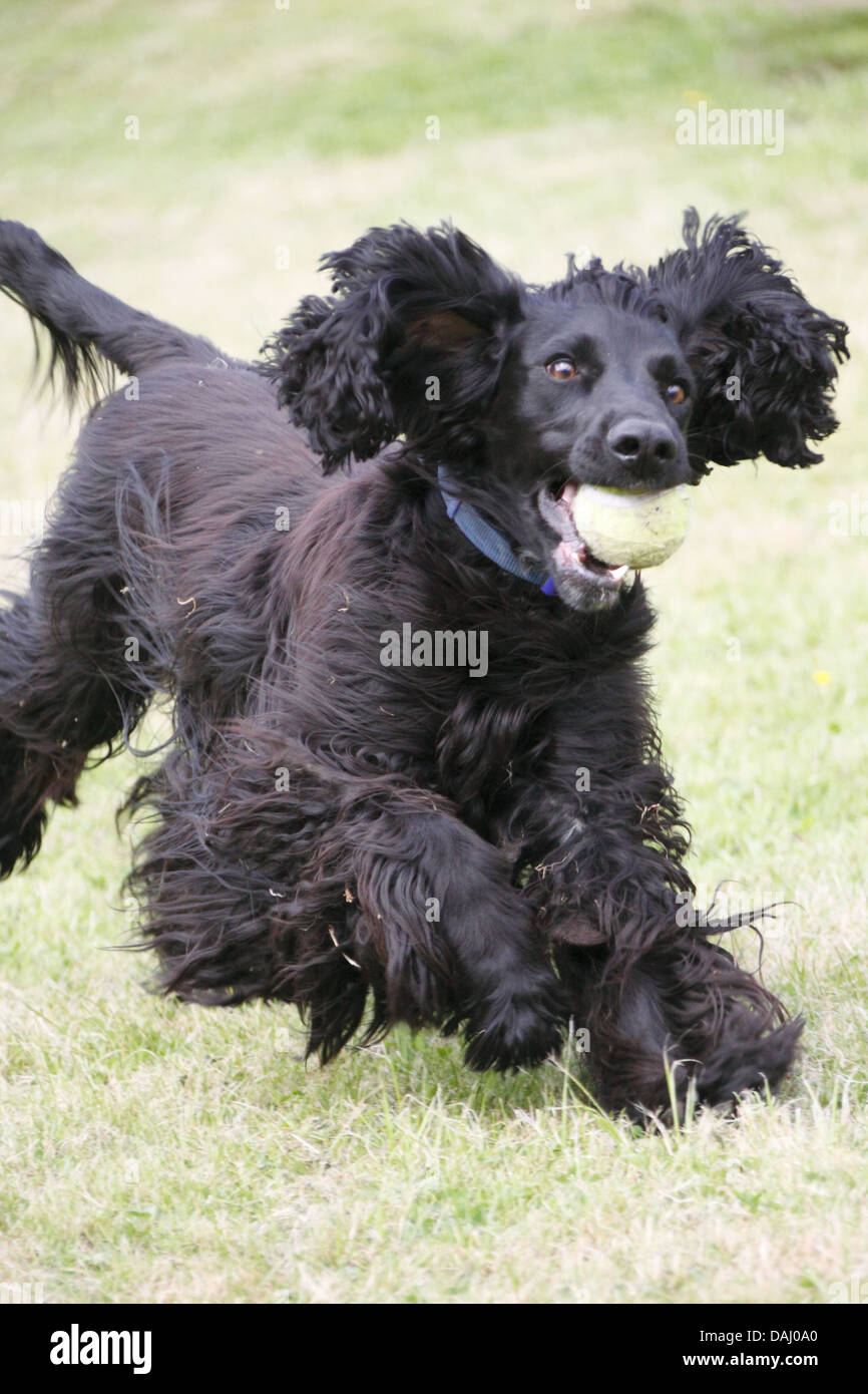 Cocker Spaniel Running Canis familiaris Stock Photo - Alamy