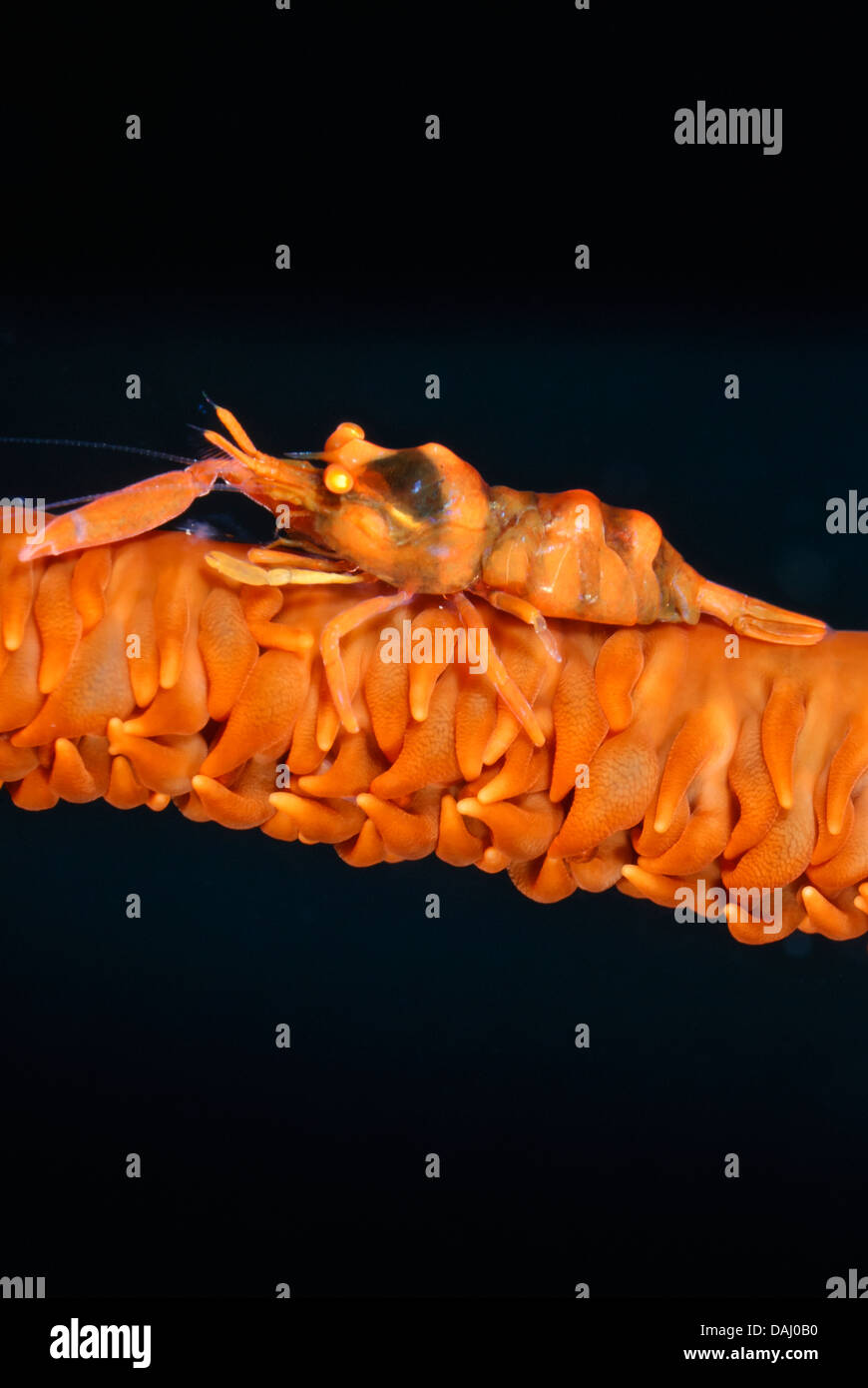 Cryptic shrimp hi-res stock photography and images - Alamy