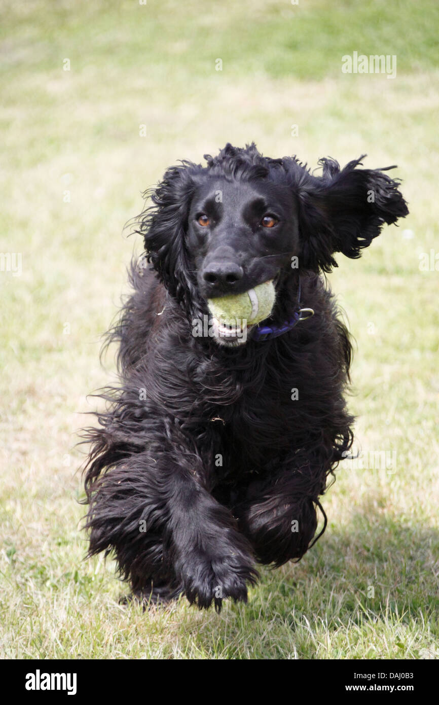Cocker Spaniel Running Canis familiaris Stock Photo - Alamy