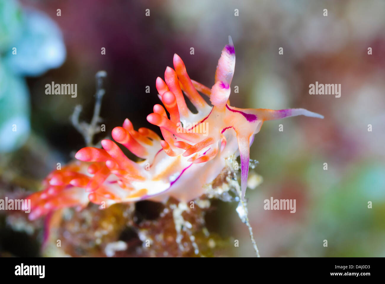 Aeolid nudibranch or sea slug, Coryphellina flamma, Lembeh Strait ...