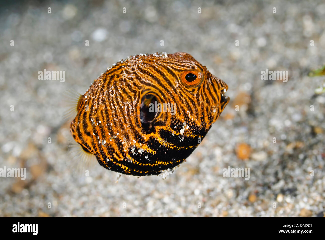 Orange pufferfish hi-res stock photography and images - Alamy