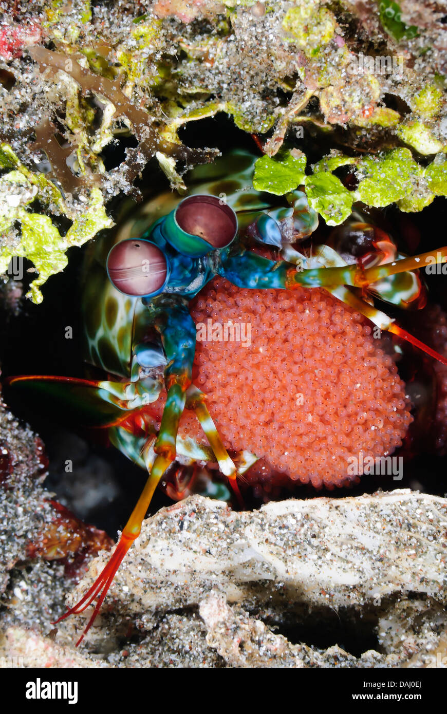 Peacock mantis shrimp hi-res stock photography and images - Alamy