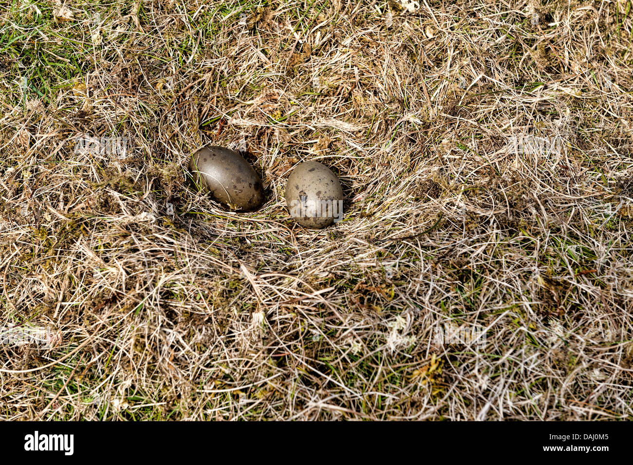 Artic fauna hi-res stock photography and images - Alamy