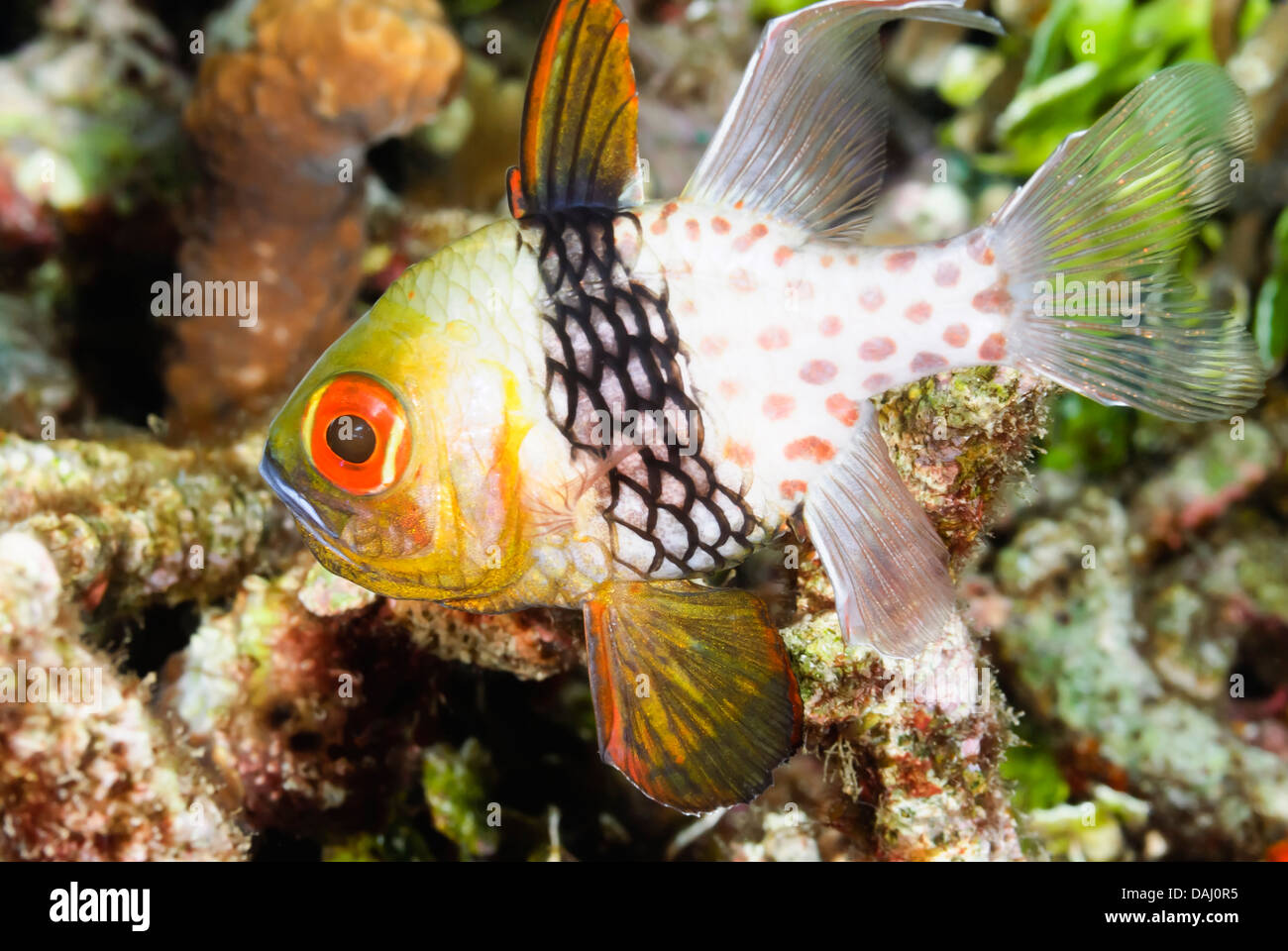 Pyjama cardinalfish hi-res stock photography and images - Alamy