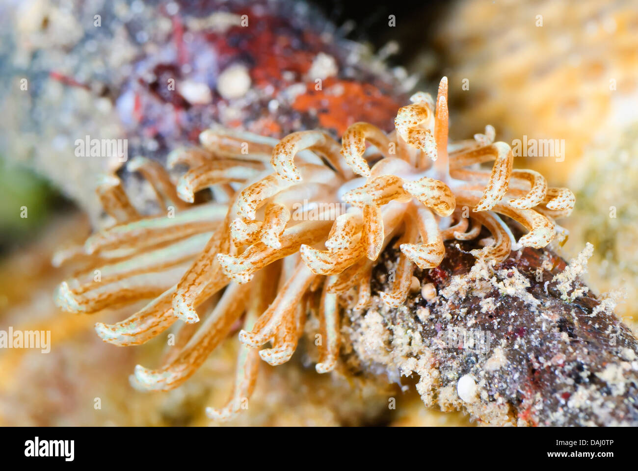 nudibranch or sea slug, undescribed Phyllodesmium nudibranch ...