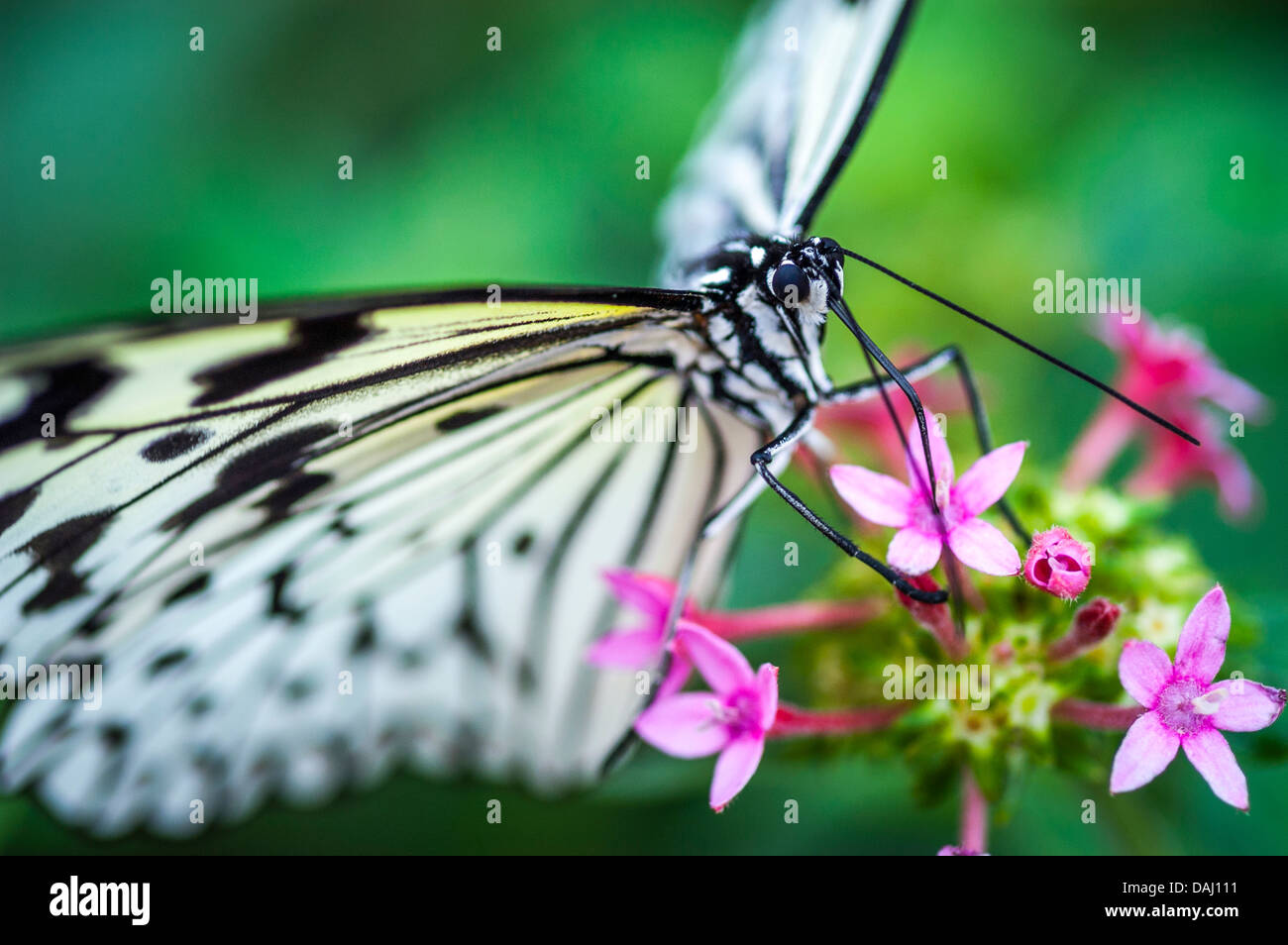 Iowa butterfly hi-res stock photography and images - Alamy