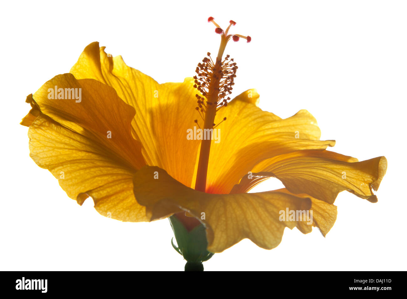 Backlit backlight red yellow hi-res stock photography and images - Alamy