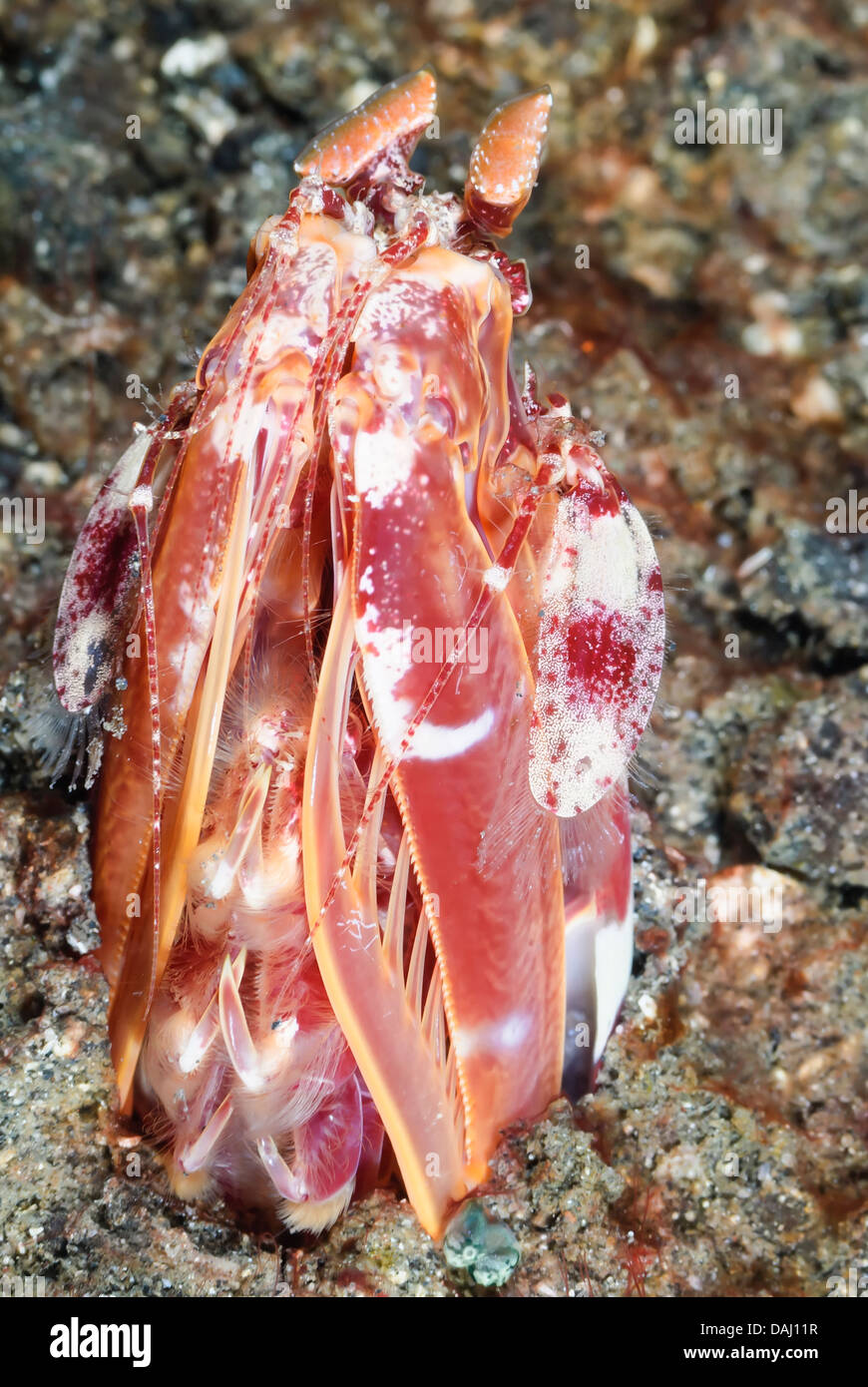 Benthic crustacean hi-res stock photography and images - Alamy