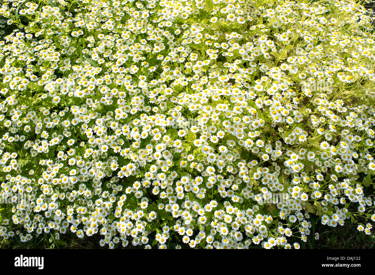 Large patch of daisy flowers Stock Photo - Alamy
