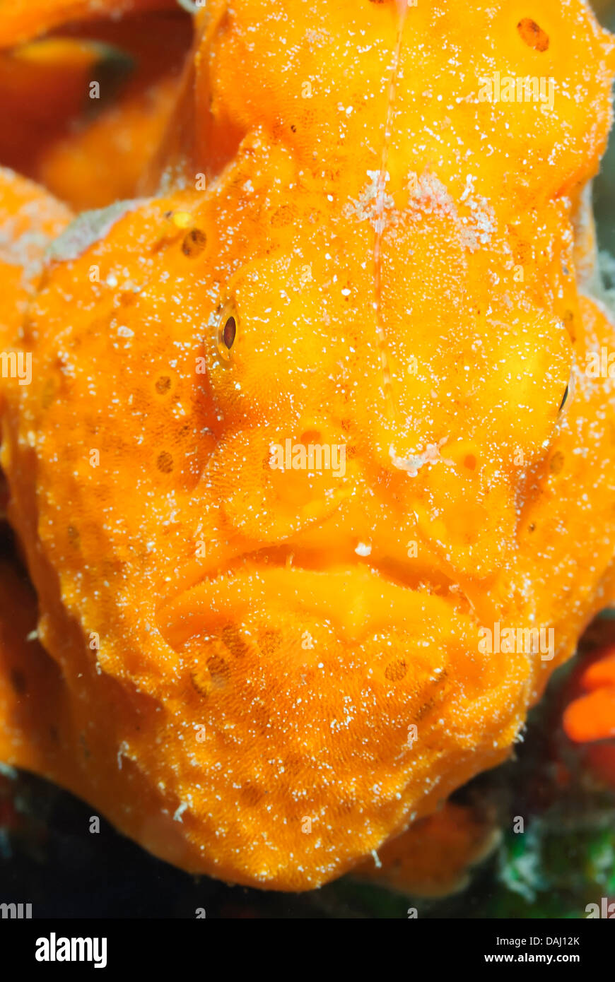 Frogfish antennariidae face hi-res stock photography and images - Alamy