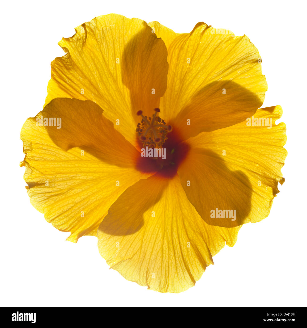 backlit single yellow hibiscus isolated Stock Photo - Alamy