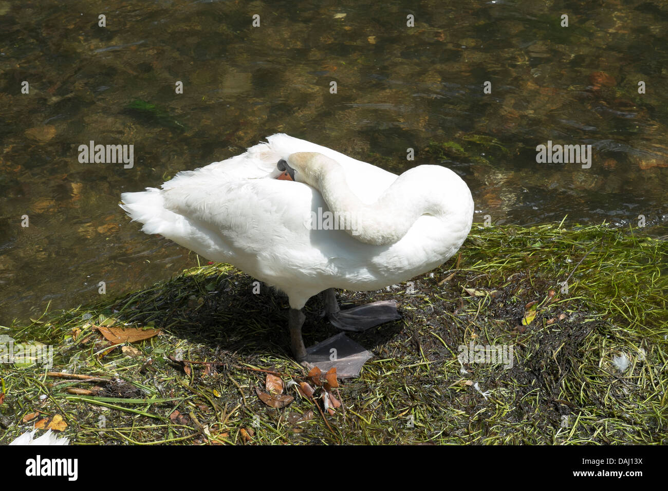 Adult Swan sleeping standing up on a raft of river weed Stock Photo - Alamy