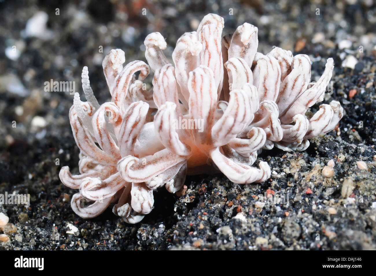 Solar powered sea slug hi-res stock photography and images - Alamy