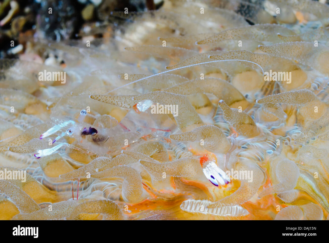 Commensal shrimp, Ancylomenes sp., Lembeh Strait, Sulawesi, Indonesia ... Commensal shrimp, Ancylomenes sp., Lembeh Strait, Sulawesi, Indonesia ...