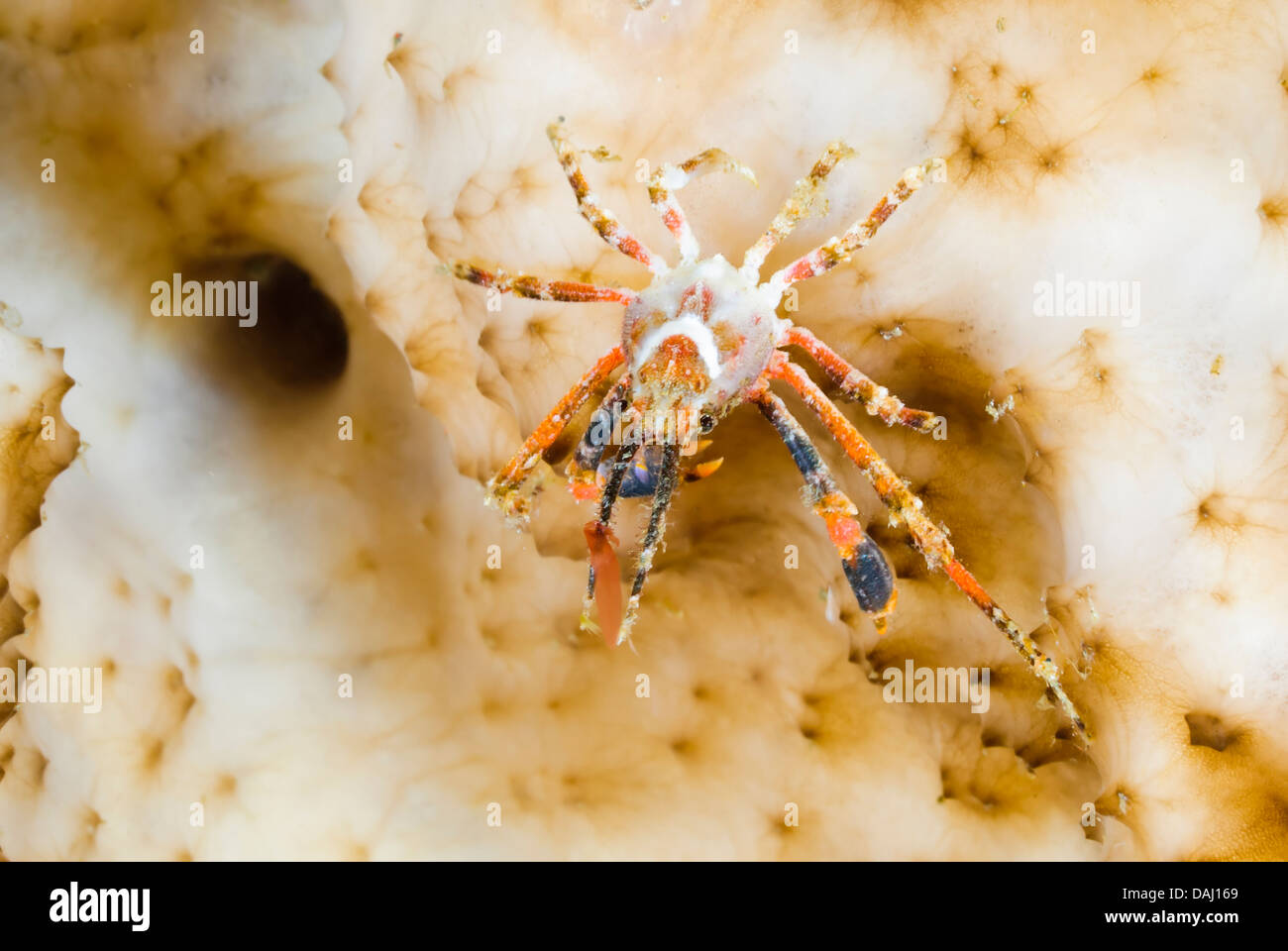 White V Hydroid crab, Hyastenus borradailei, Lembeh Strait, Sulawesi ...