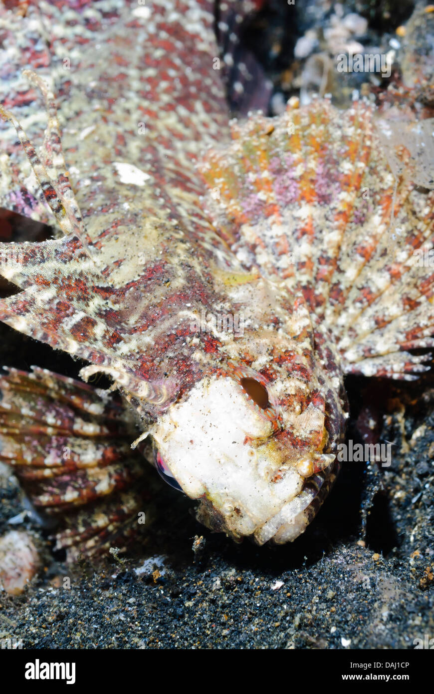 Longspine waspfish, Paracentropogon longispinus, Lembeh Strait ...