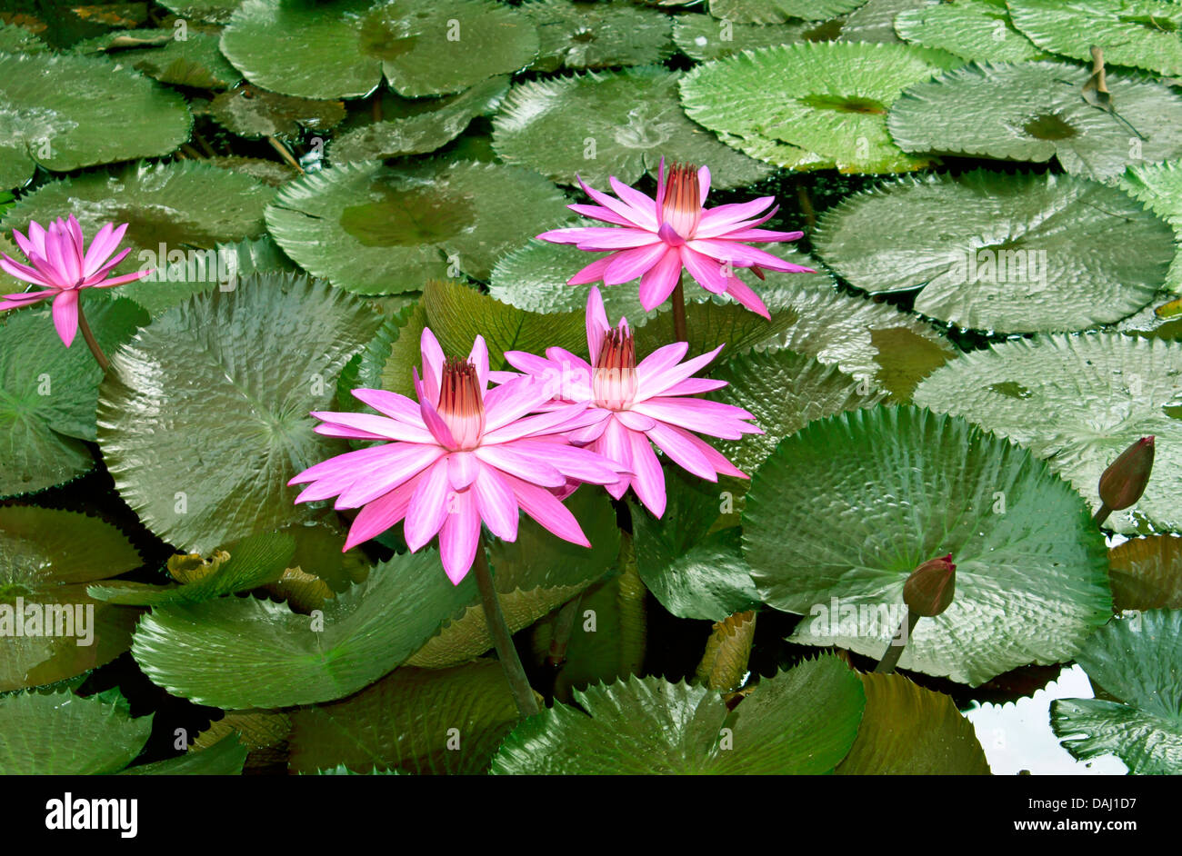 Image of a Lotus Flower On The Water Stock Photo - Alamy