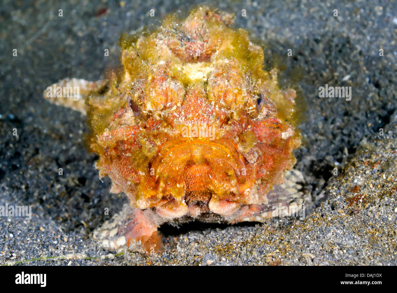 Pacific monkeyfish, Erosa erosa, also known as the Pitted stonefish ...