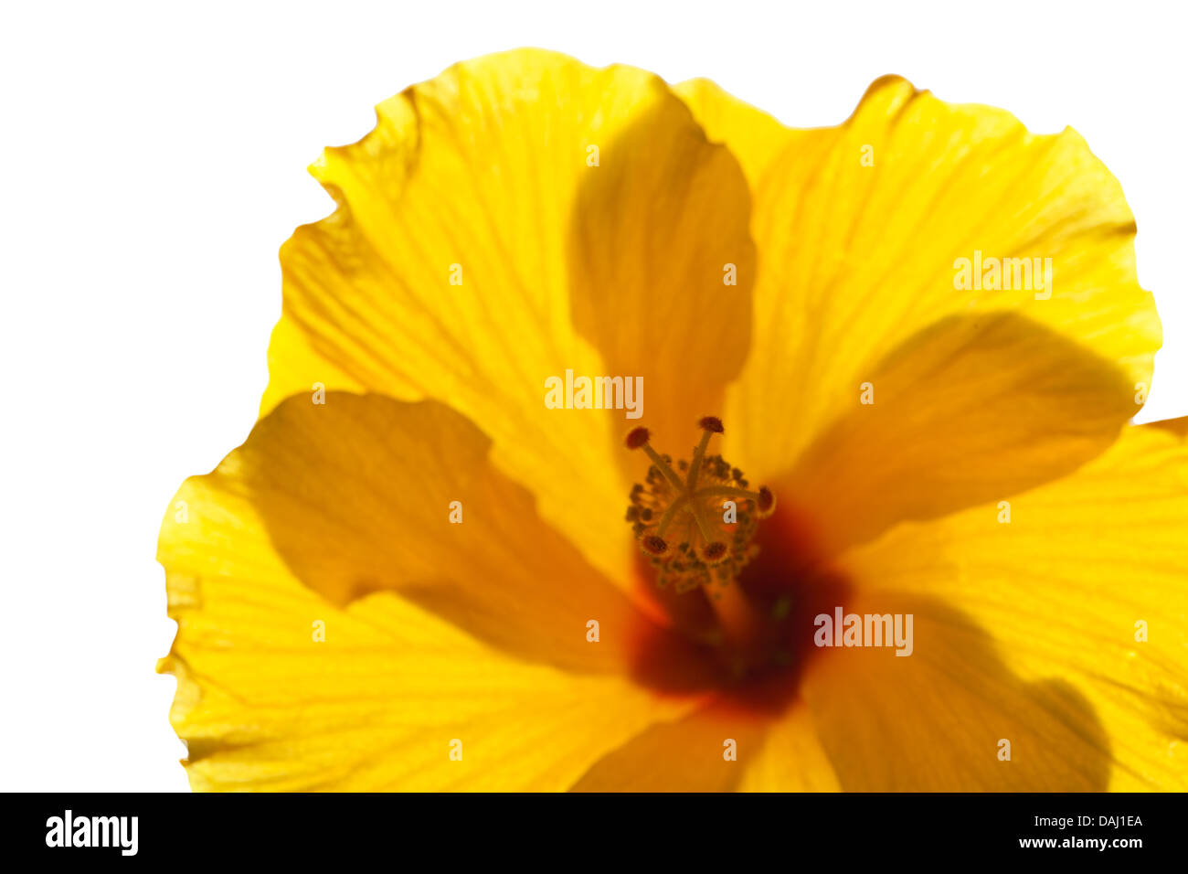 Backlit backlight red yellow hi-res stock photography and images - Alamy