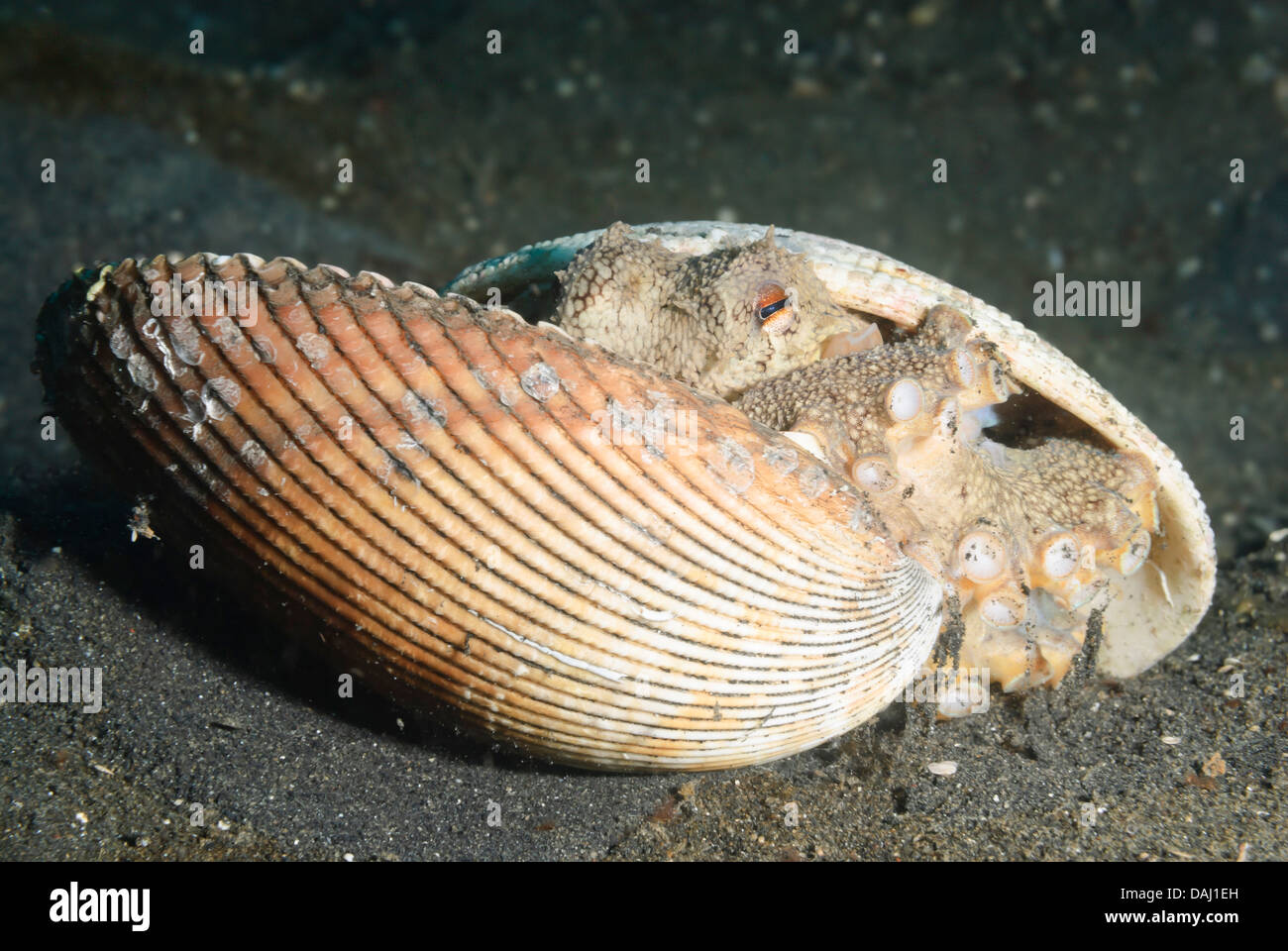 Veined octopus or Coconut octopus, Amphioctopus marginatus, Lembeh ...
