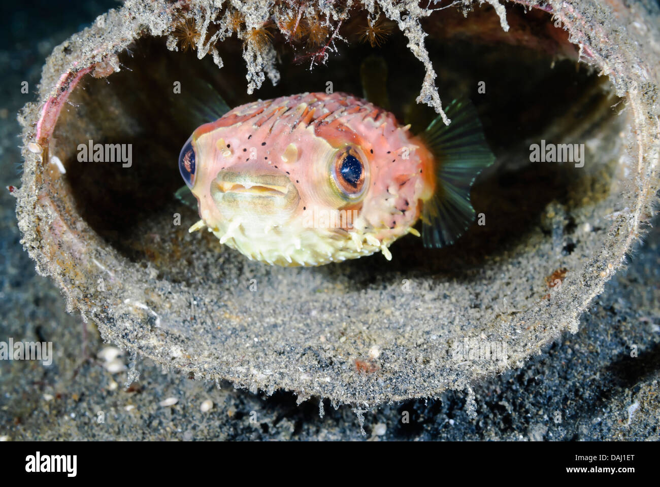 Diodon holocanthus hi-res stock photography and images - Alamy