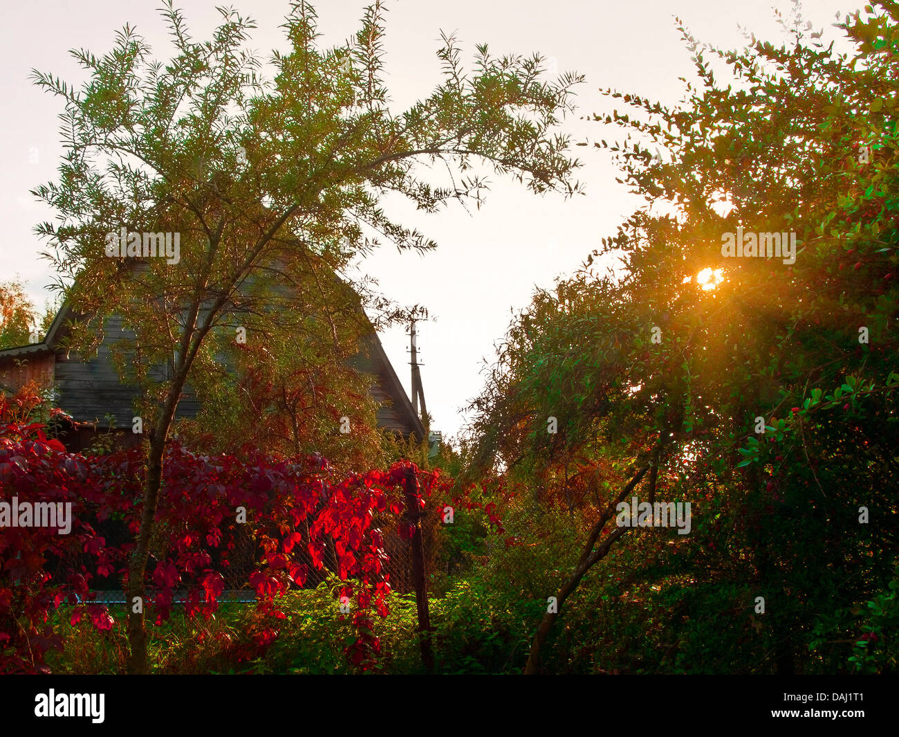 rural garden at sunset Stock Photo - Alamy