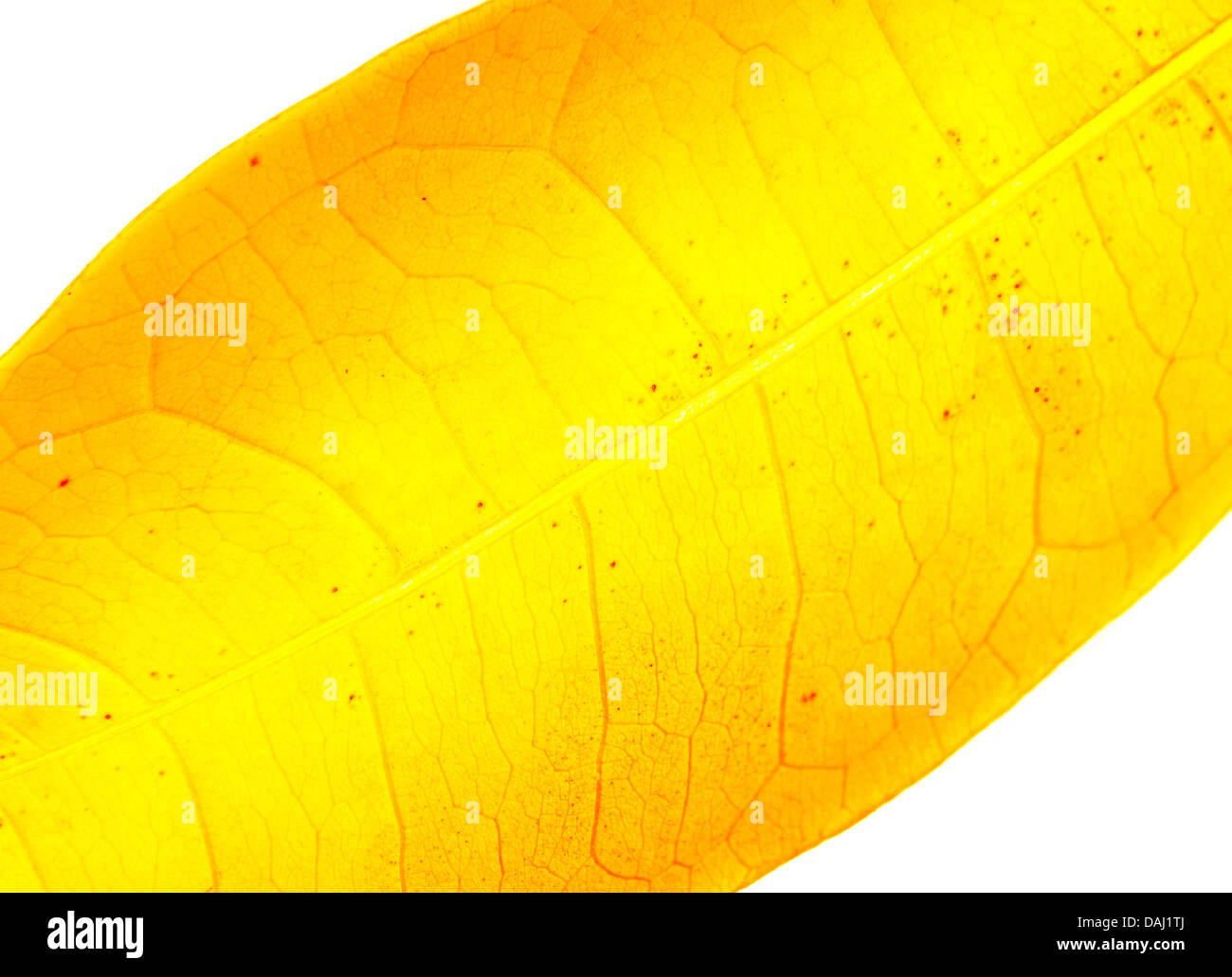 Golden tobacco leaf hi-res stock photography and images - Alamy