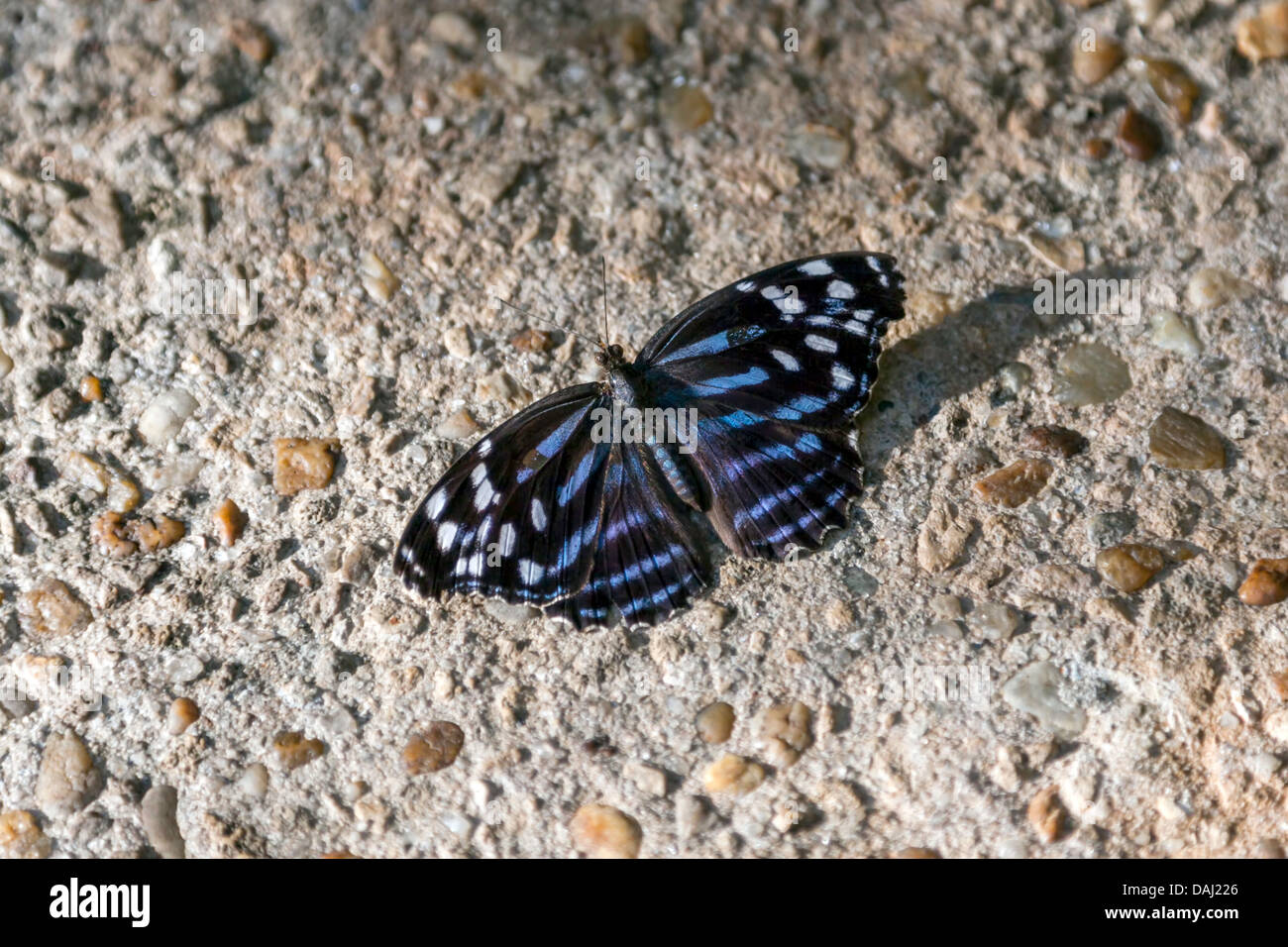 Mexican Bluewing butterfly (Myscelia ethusa), wings open on course ...