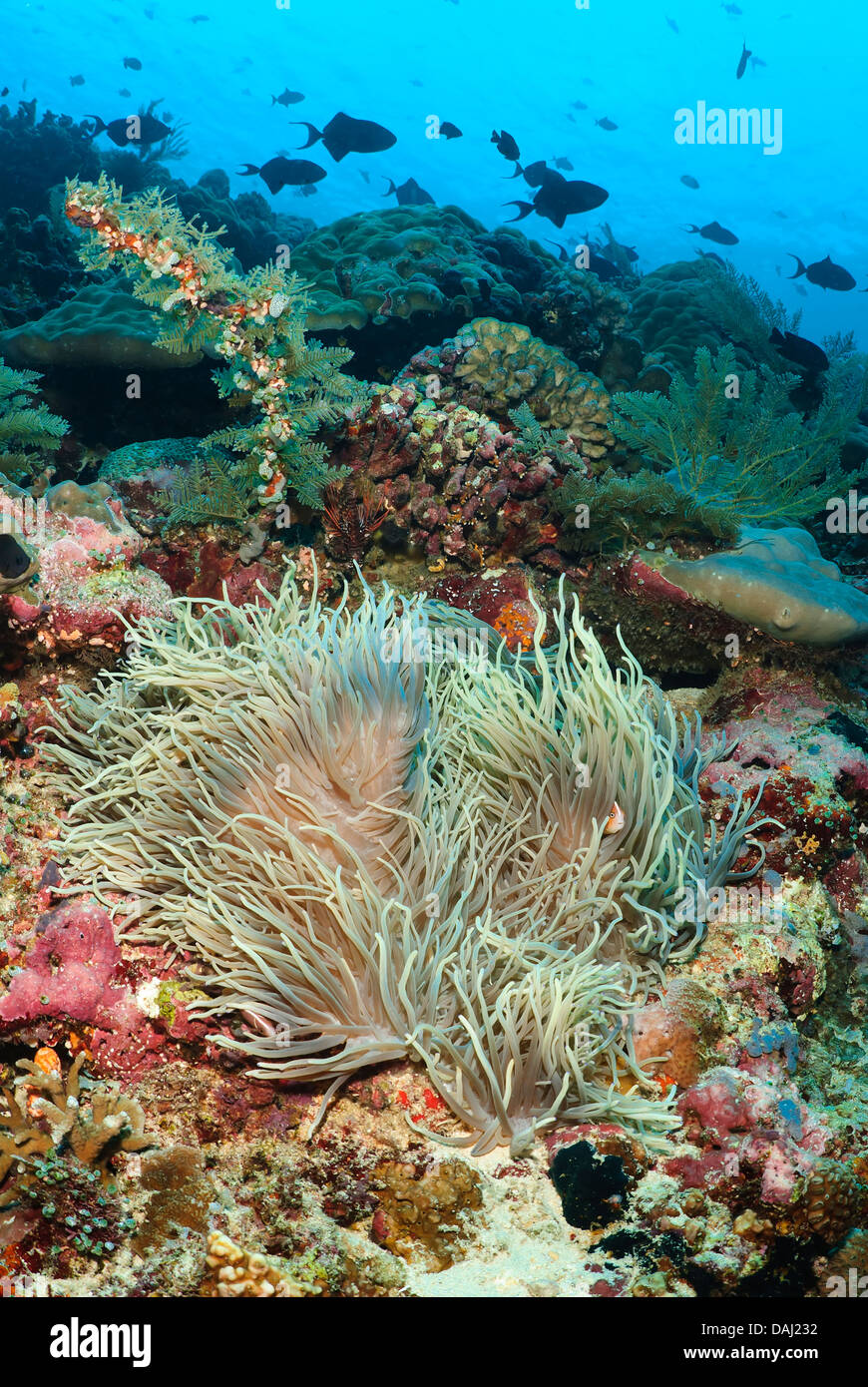 Leathery sea anemone, Radianthus crispa, Bunaken Marine Park, North ...
