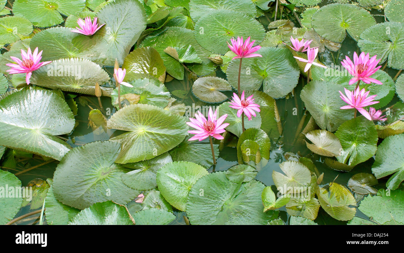 Image of a Lotus Flower On The Water Flowers Blooming Nature Stock ...
