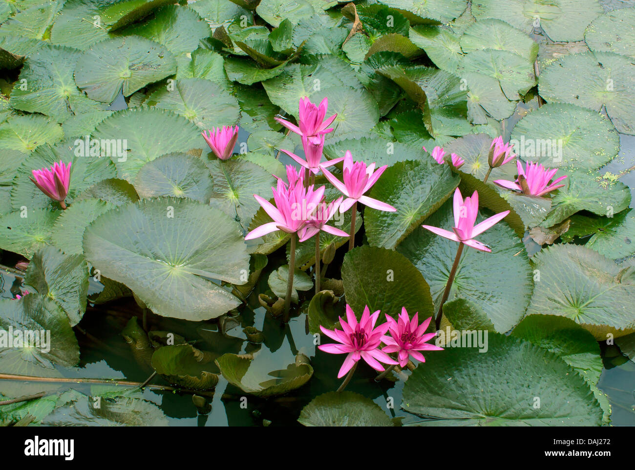 Image of a Lotus Flower On The Water Flowers Blooming Nature Stock ...