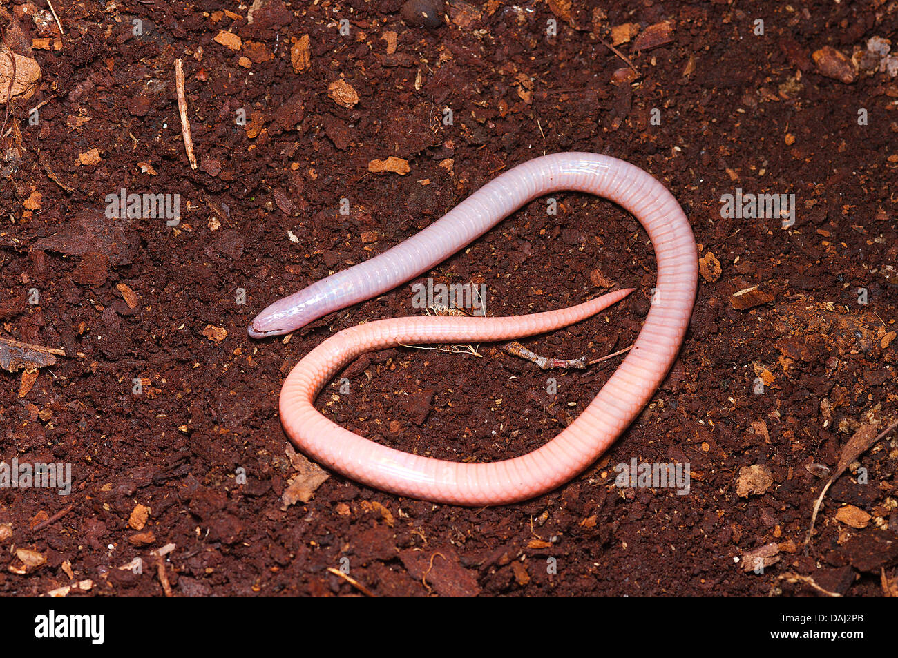 Midwestern Worm Snake, Caphophis amoenus helenae, north american ...