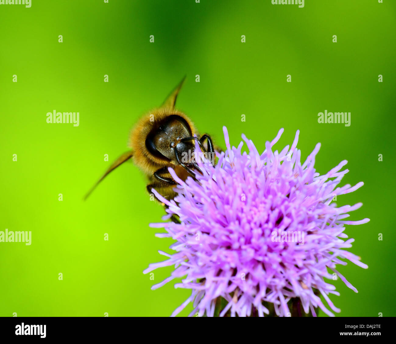 Honey Bee collecting pollen from a flower Stock Photo - Alamy