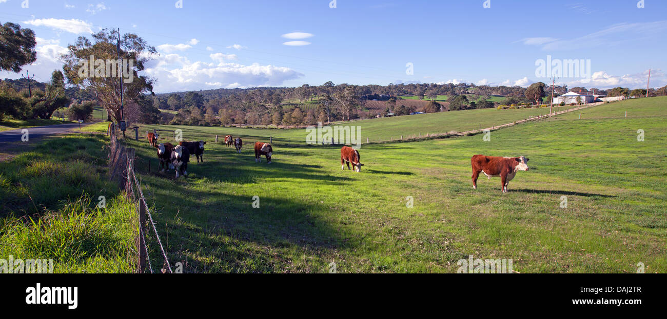 trees rural country cows herd farm farming agriculture agricultural ...