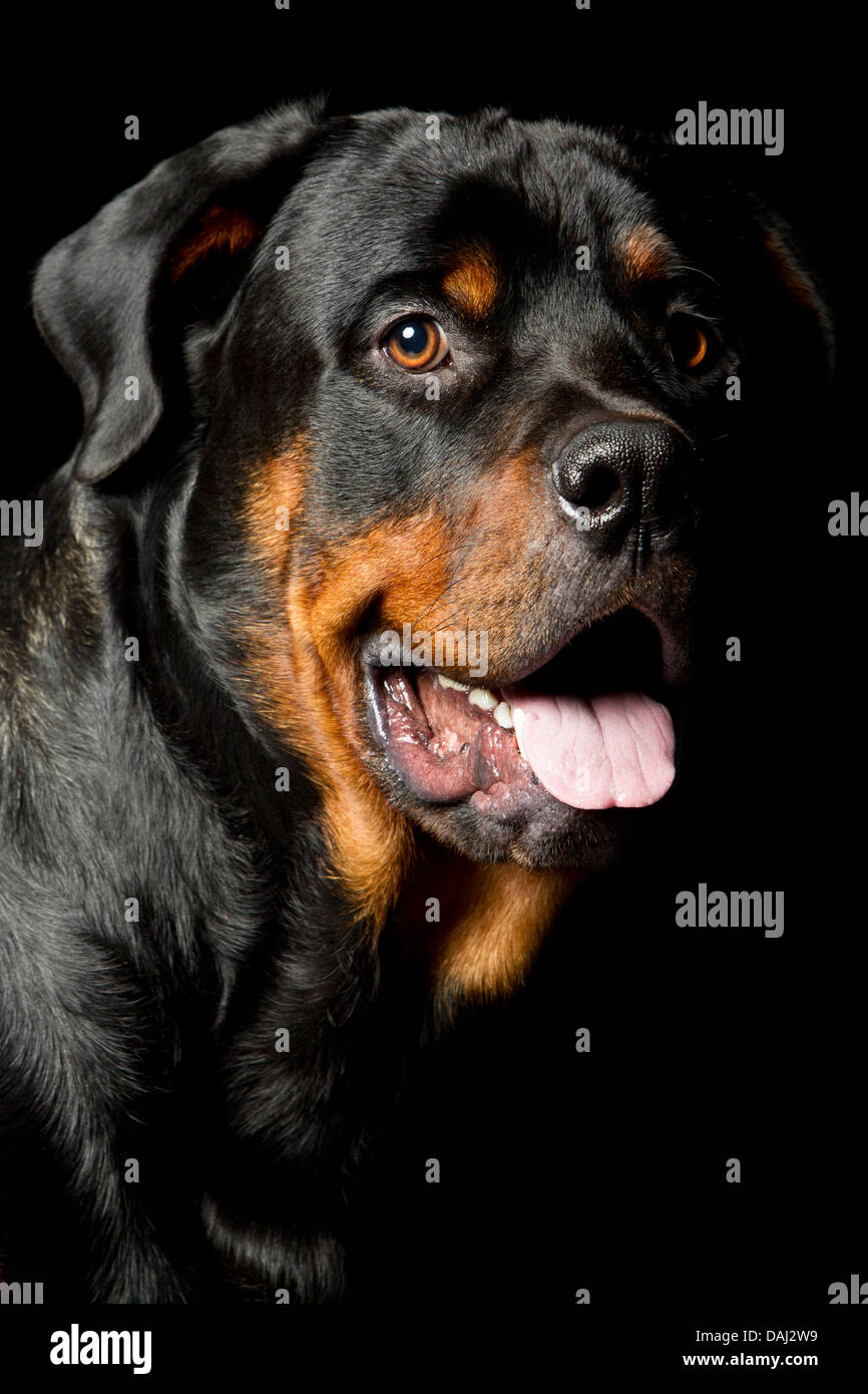 High Contrast Studio Portrait Of An Adult Male Rottweiler Purebred Dog ...