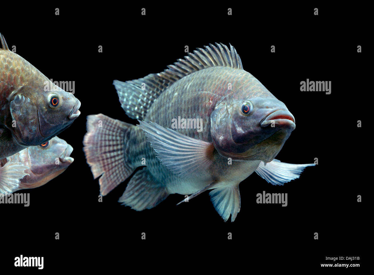 Mozambique Tilapia Oreochromis Mossambicus Isolated On Black Studio ...