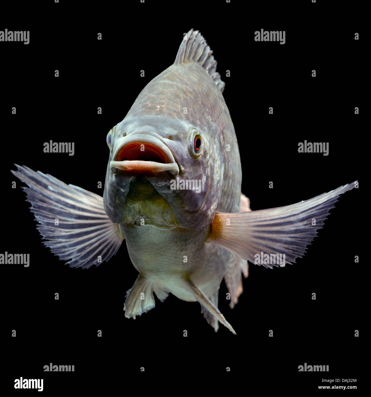 Zebra tilapia hi-res stock photography and images - Alamy