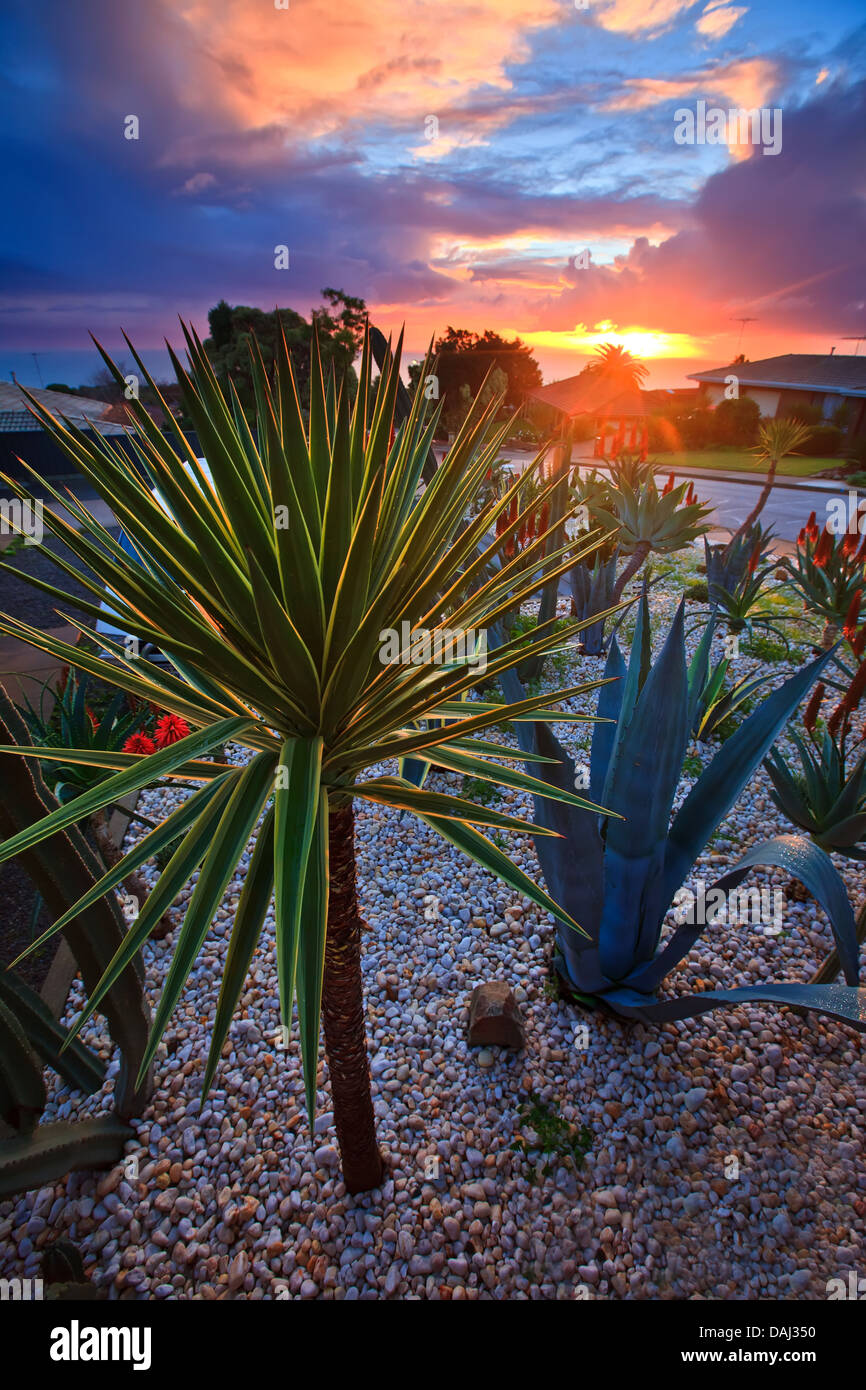 sunset suburban houses cactus plants front garden urban suburbs red hot ...
