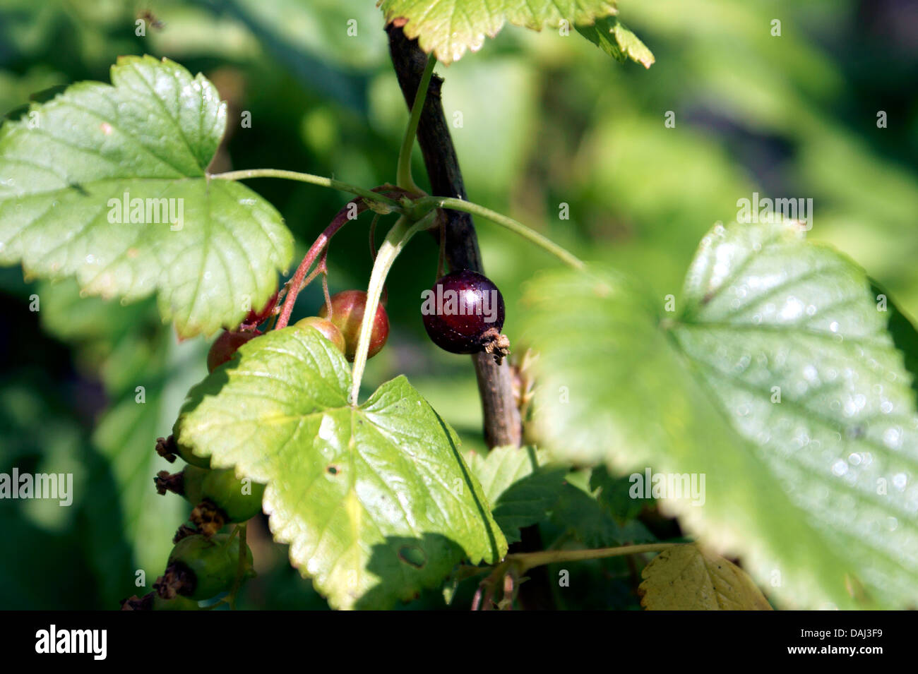 Blackcurrant flower ribes nigrum hi-res stock photography and images ...