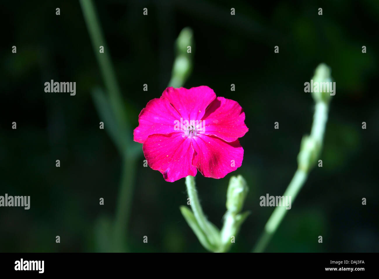 Lychnis coronaria alba hi-res stock photography and images - Alamy