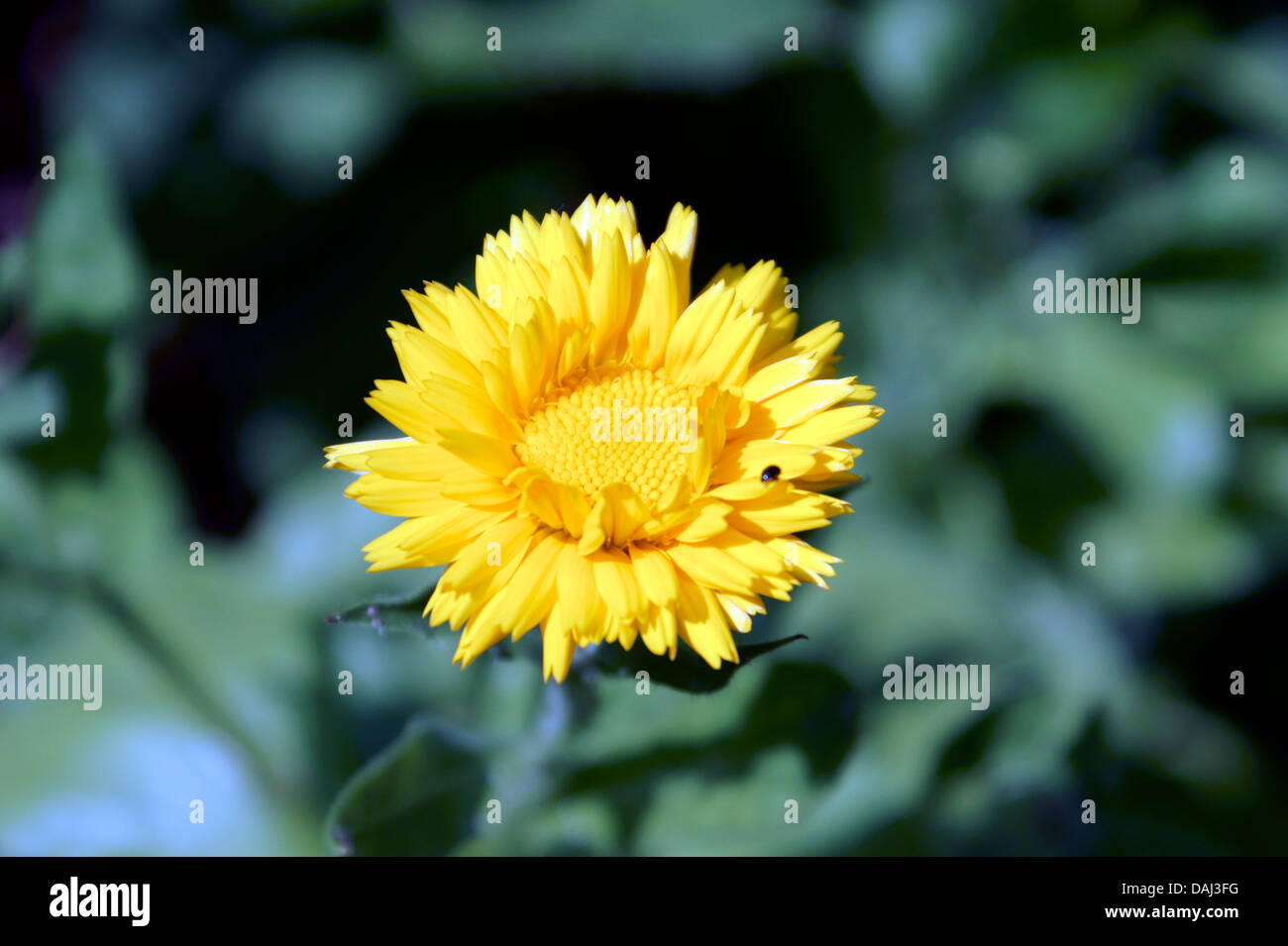 CALENDULA, & SMALL INSECT Stock Photo - Alamy